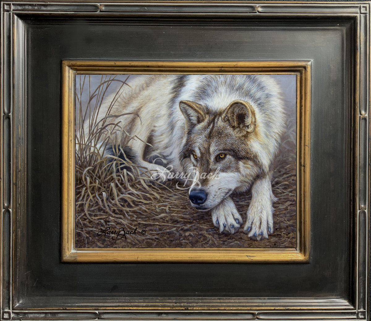 Portraits in Gray – Gray Wolf - by Iowa wildlife artist, Larry Zach ...