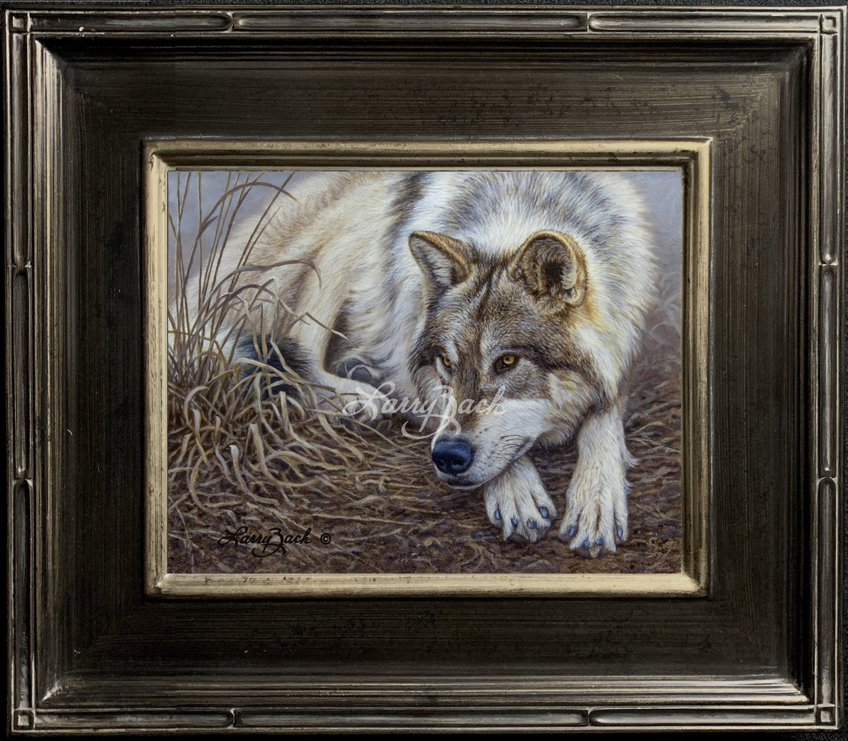 Portraits in Gray – Gray Wolf - by Iowa wildlife artist, Larry Zach ...