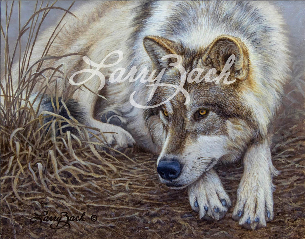 Portraits in Gray – Gray Wolf - by Iowa wildlife artist, Larry Zach ...