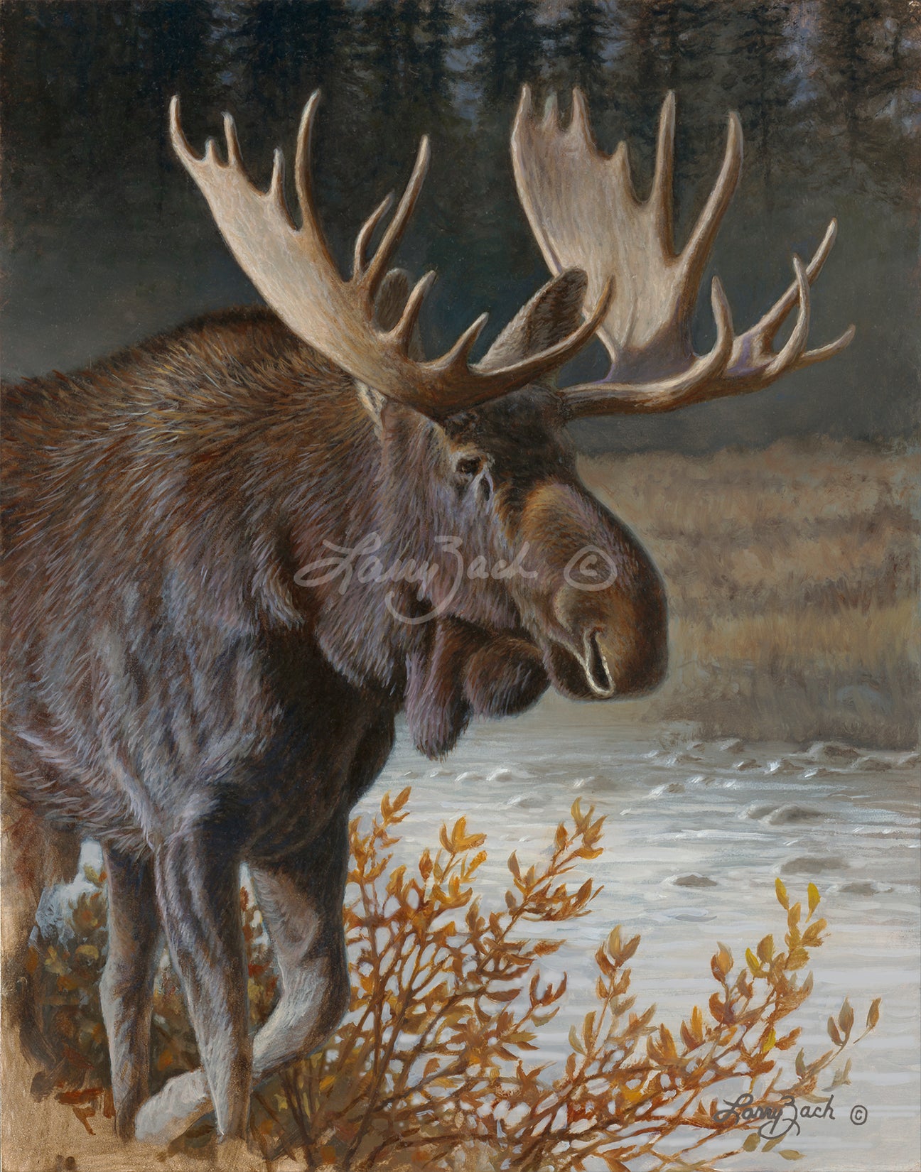 Moose – Larry Zach Wildlife Art