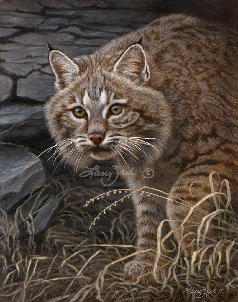 Portraits in Gray – Bobcat – Larry Zach Wildlife Art
